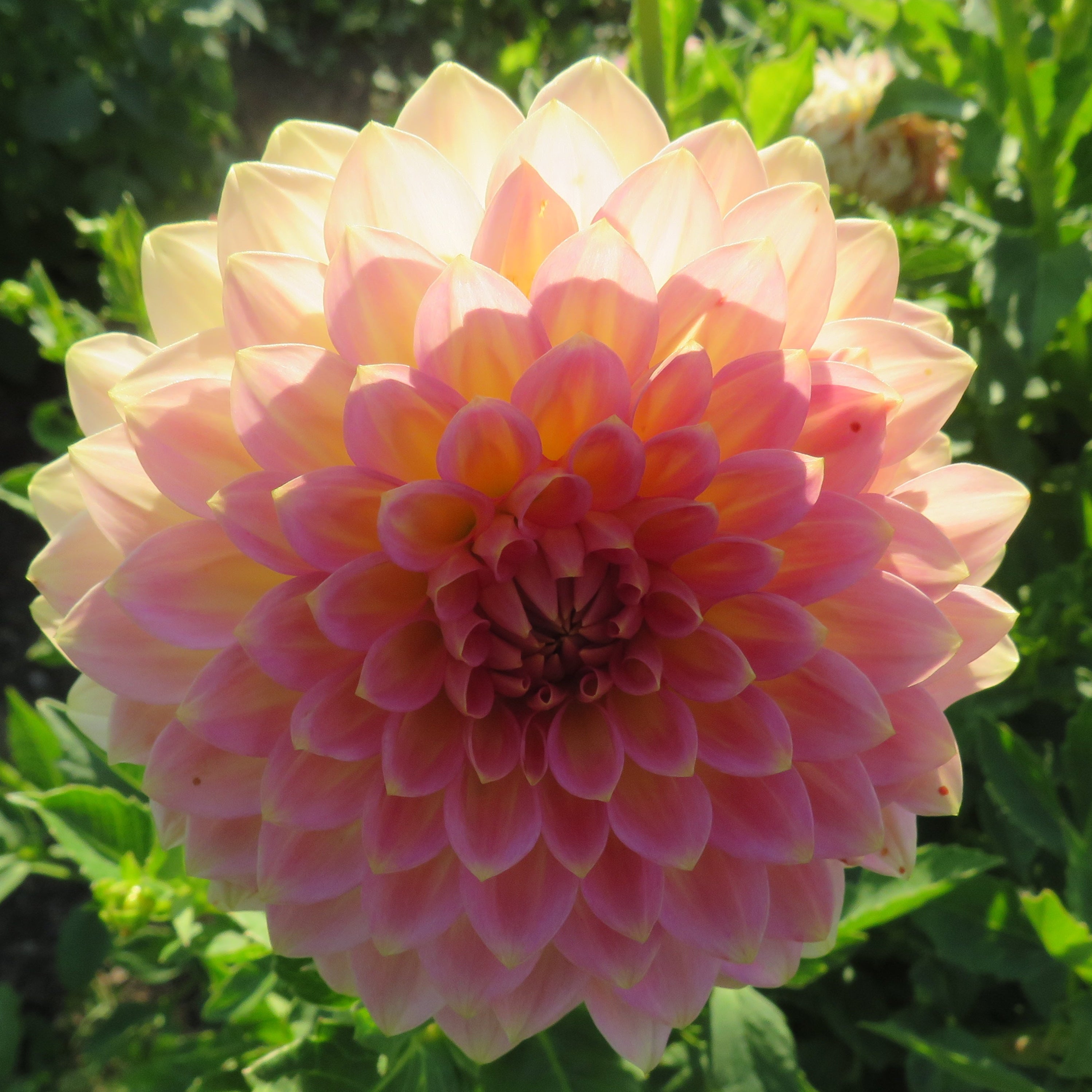 Oreti Adele – Blooms Flower Farm