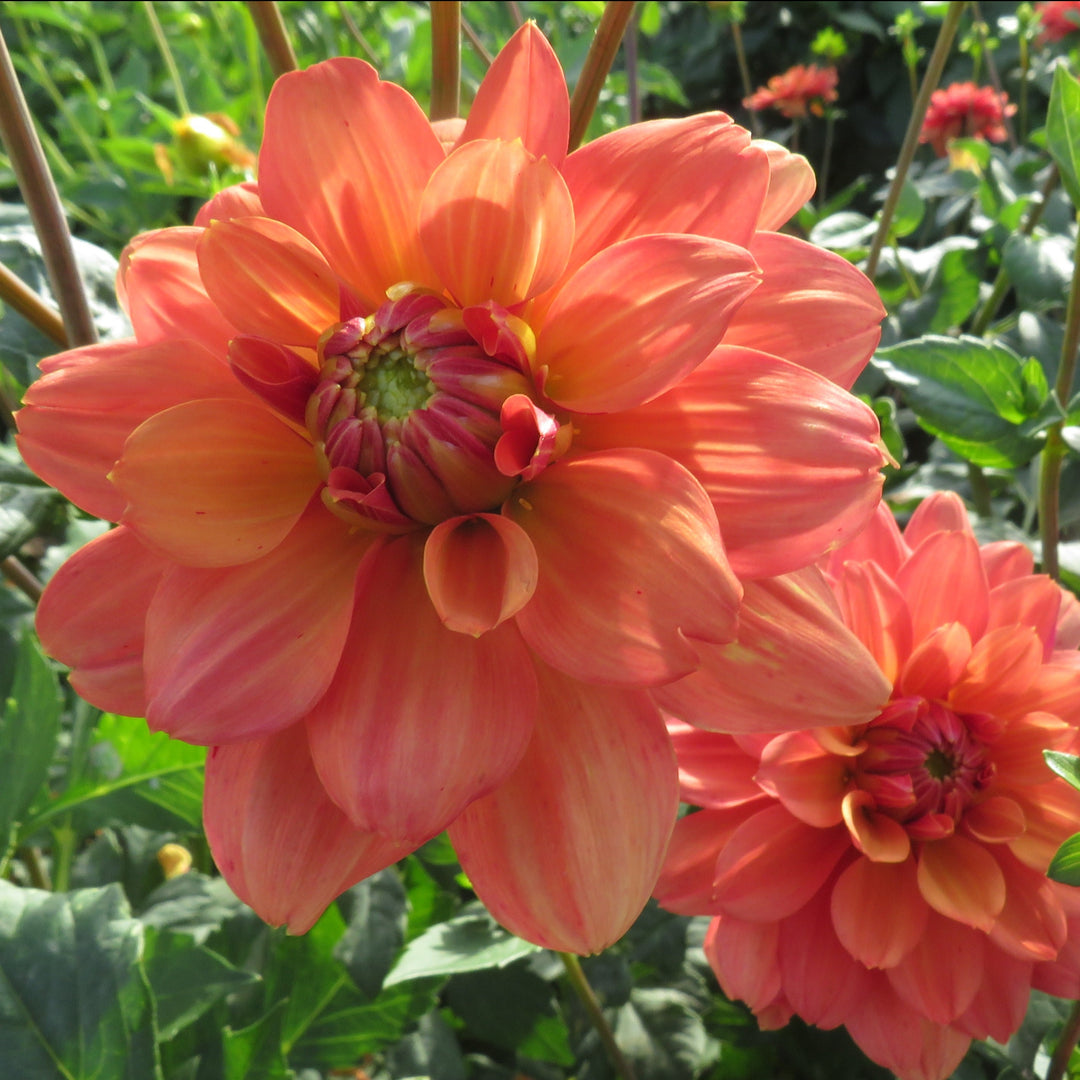 Lora Ashley – Blooms Flower Farm