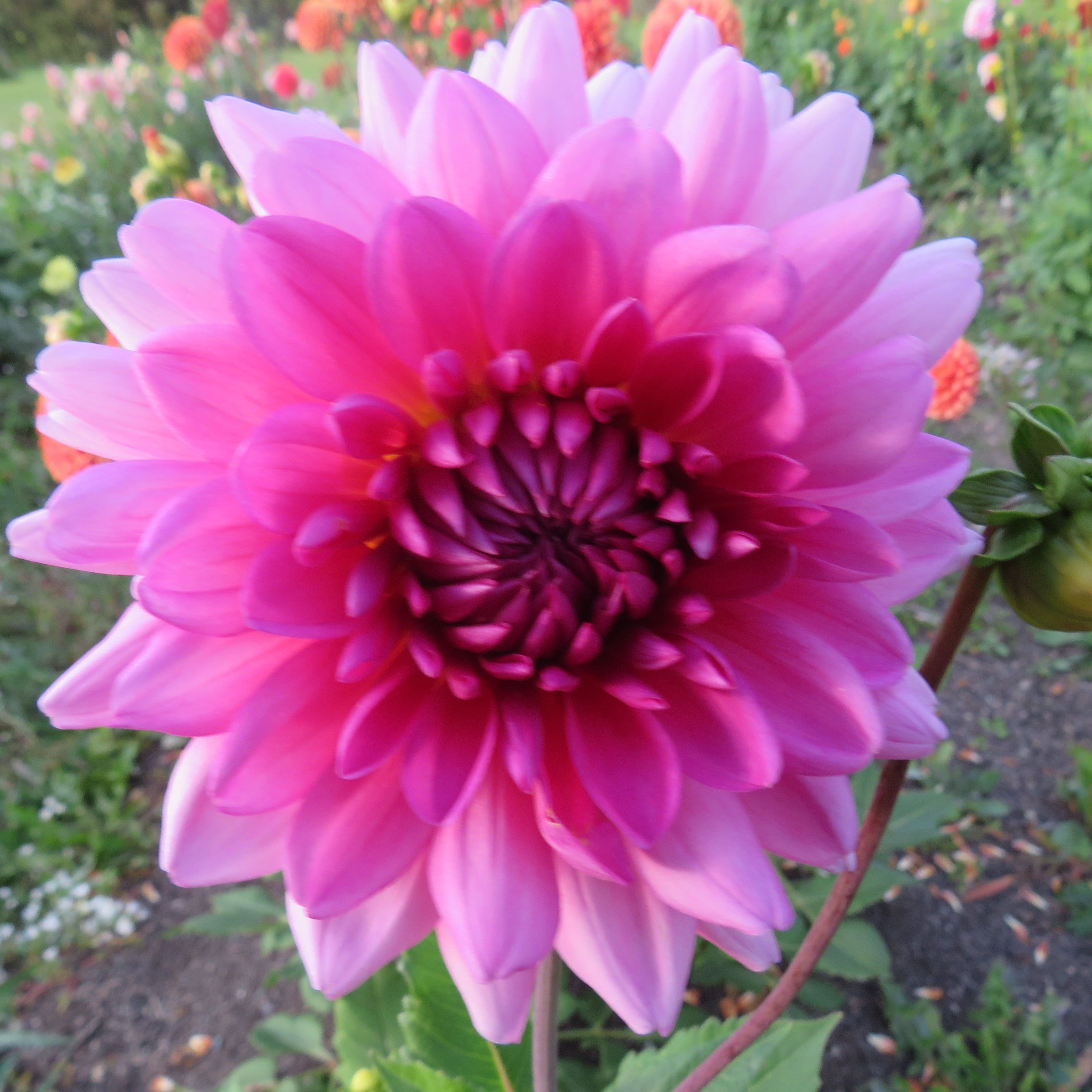 Rosella – Blooms Flower Farm