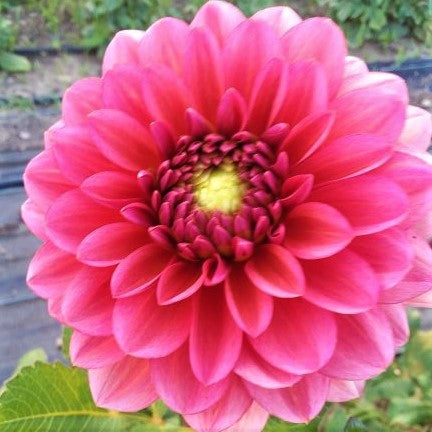 Daisy Duke – Blooms Flower Farm