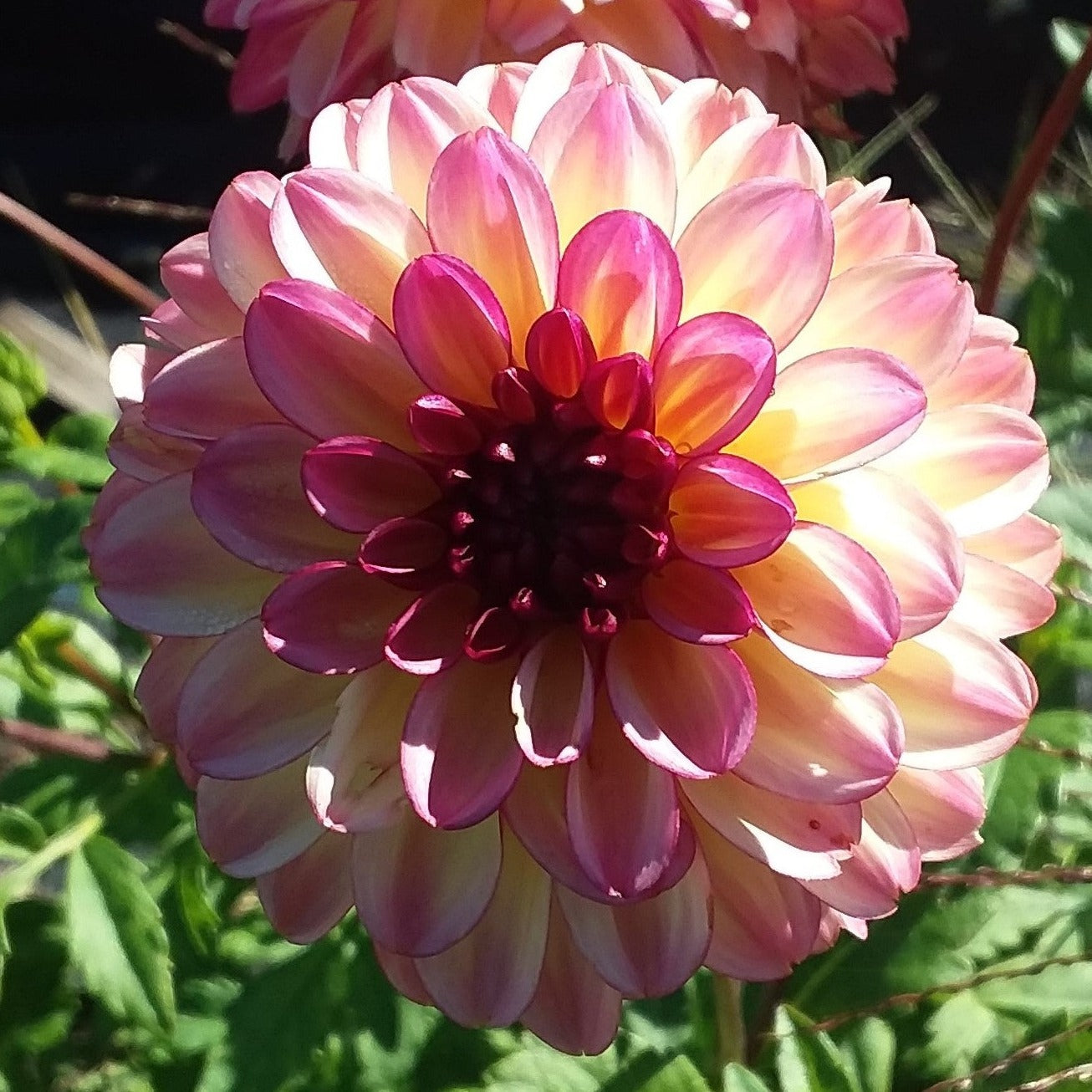 Foxy Lady – Blooms Flower Farm