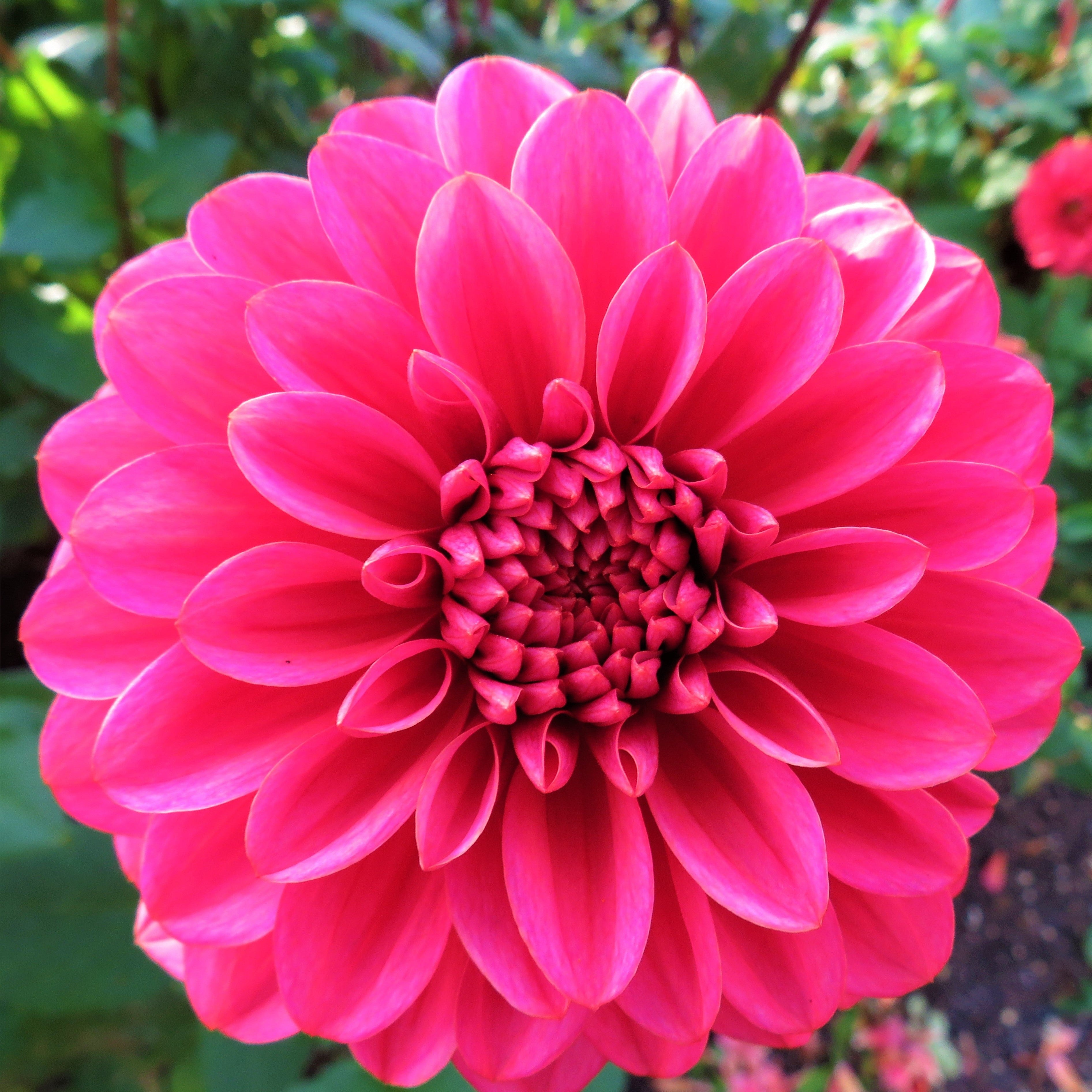 Daisy Duke – Blooms Flower Farm