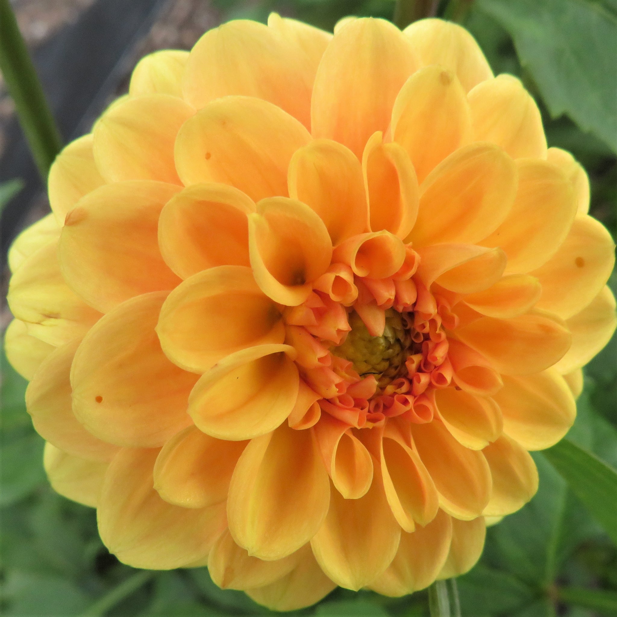 Golden Scepter – Blooms Flower Farm