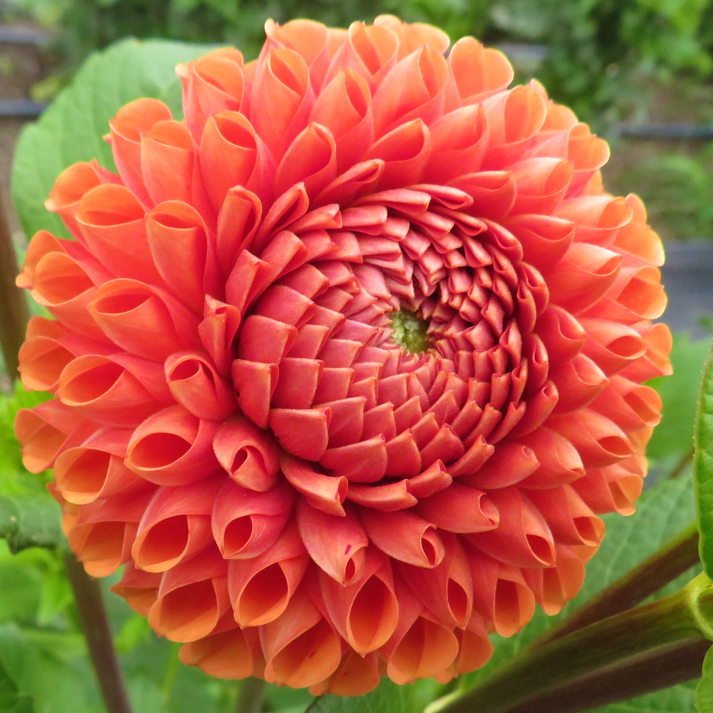 Jomanda – Blooms Flower Farm