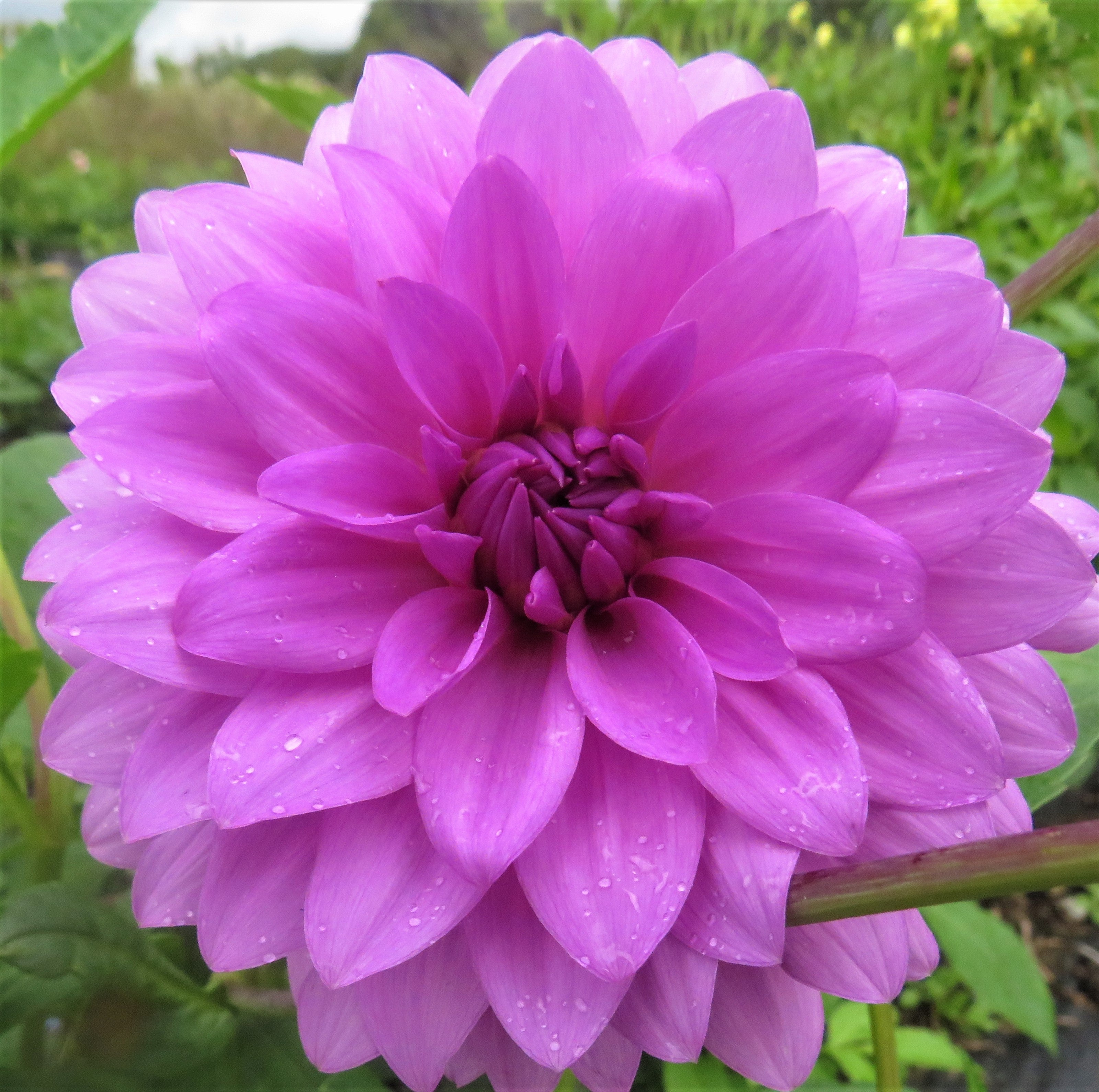 Blue Boy – Blooms Flower Farm