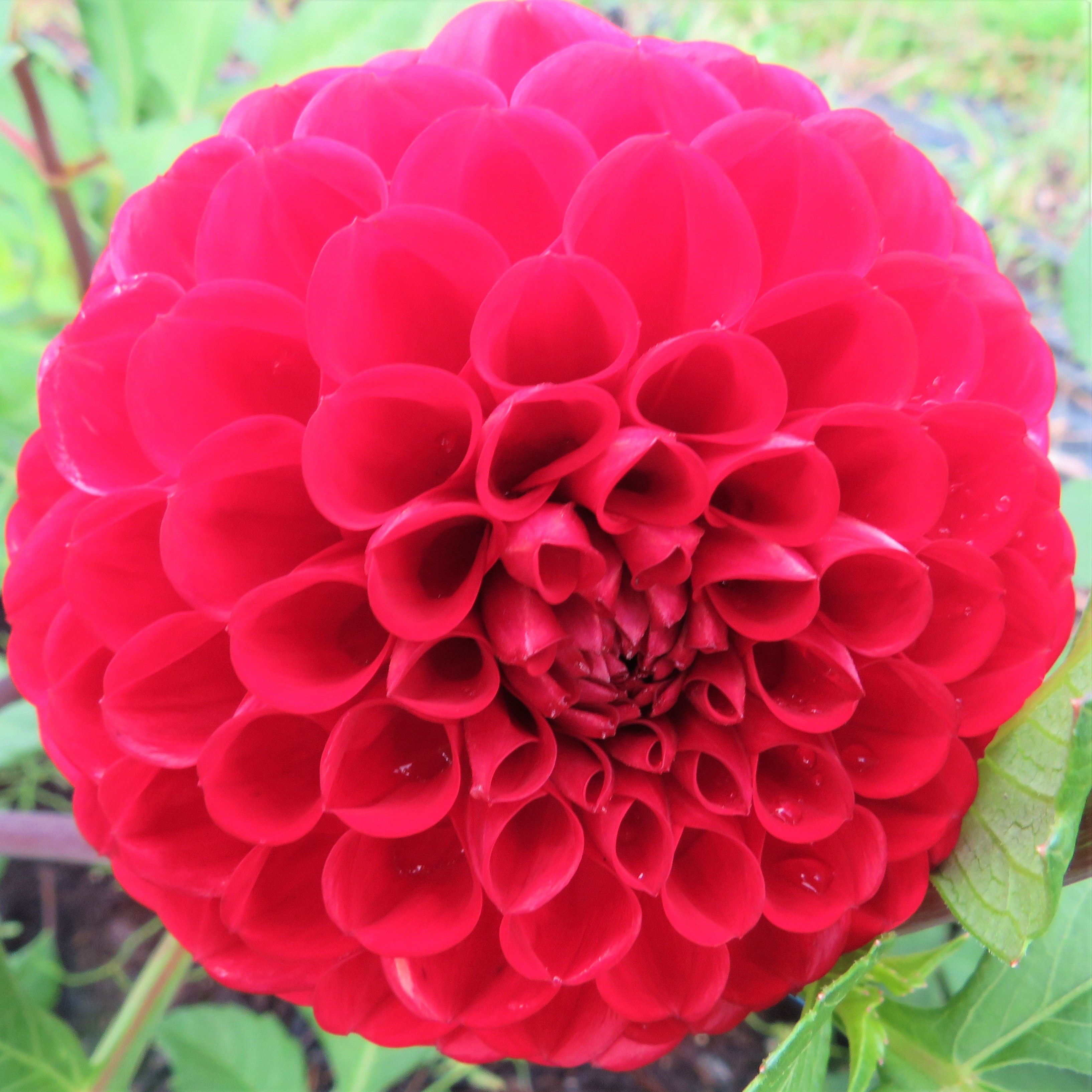 Cornel – Blooms Flower Farm