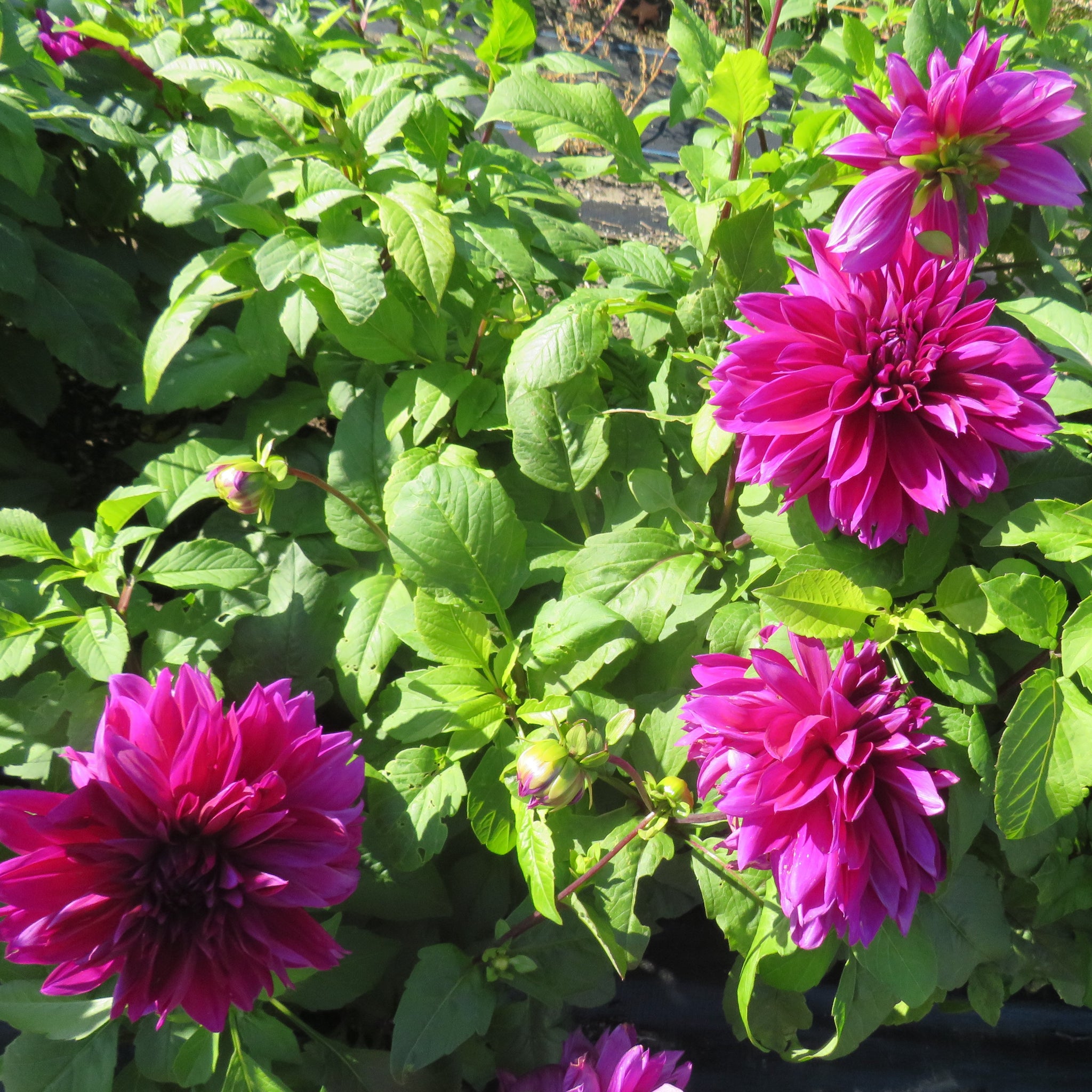 Thomas Edison – Blooms Flower Farm