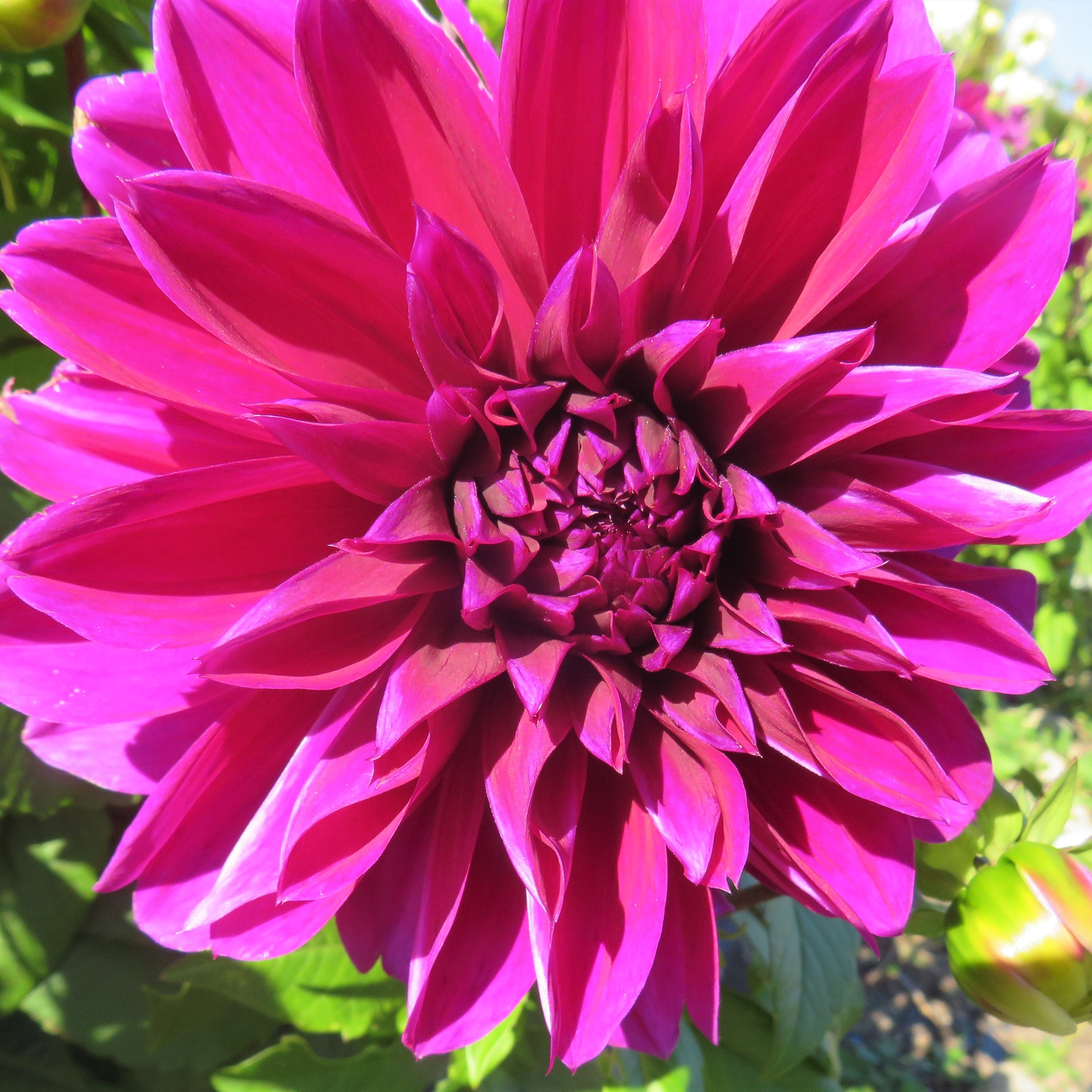 Thomas Edison – Blooms Flower Farm