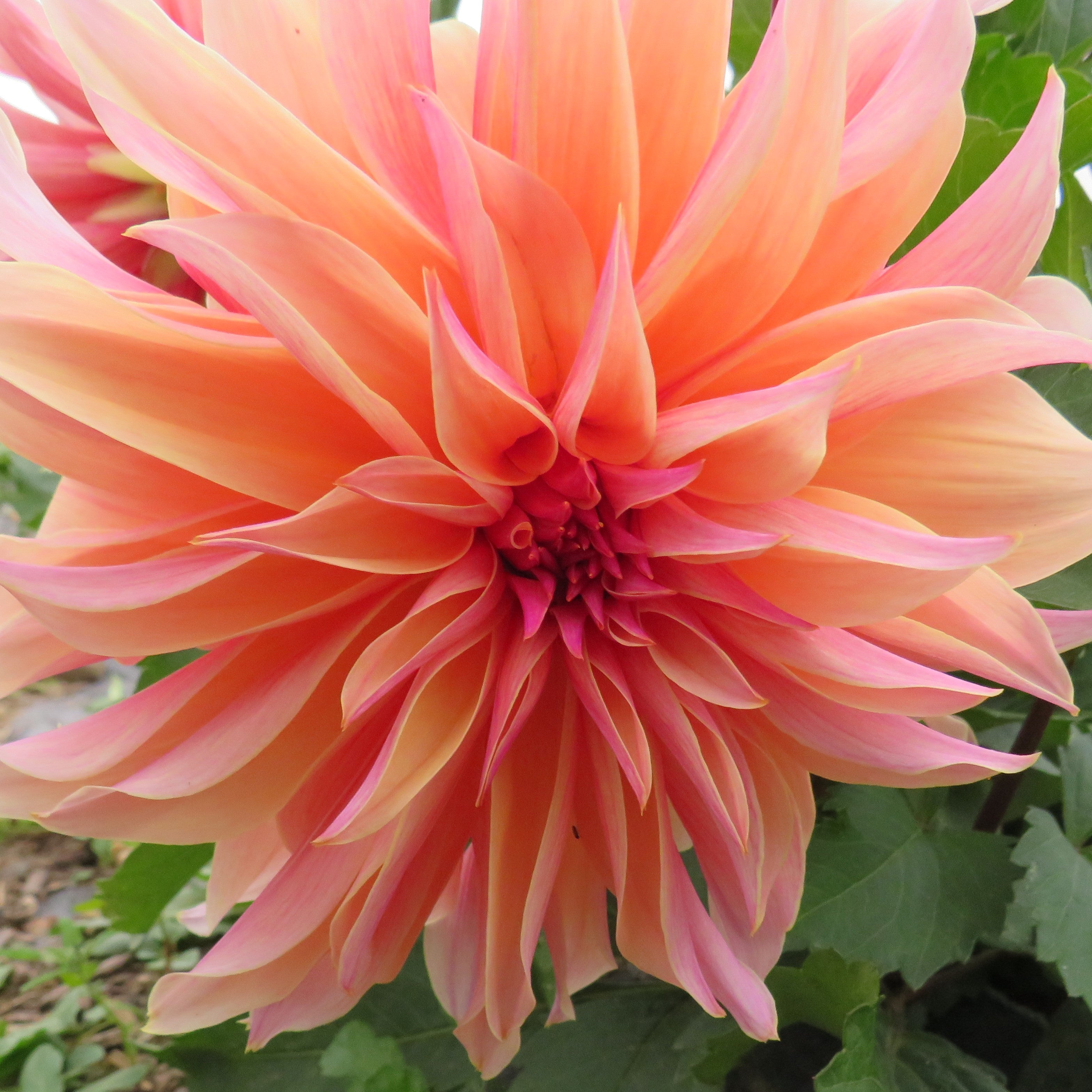 Labyrinth - Limited Stock – Blooms Flower Farm