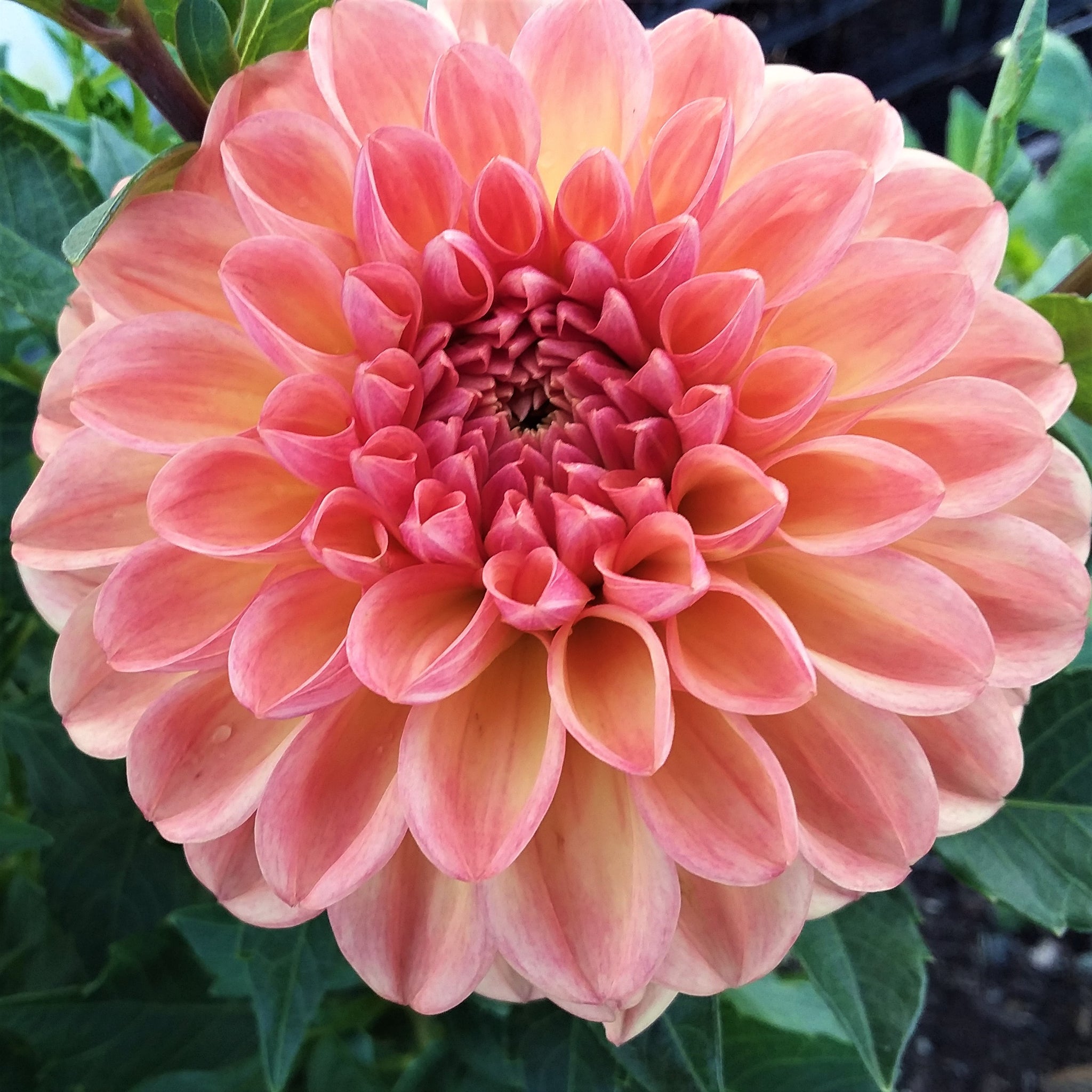 Lark's Ebbe – Blooms Flower Farm