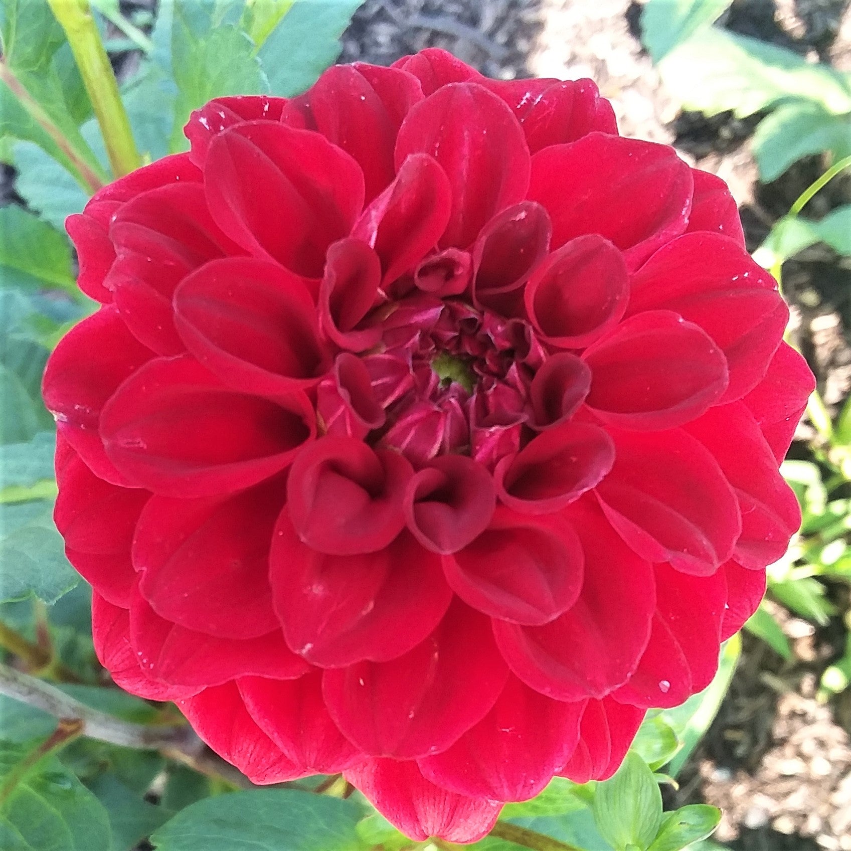 Red Symphony – Blooms Flower Farm