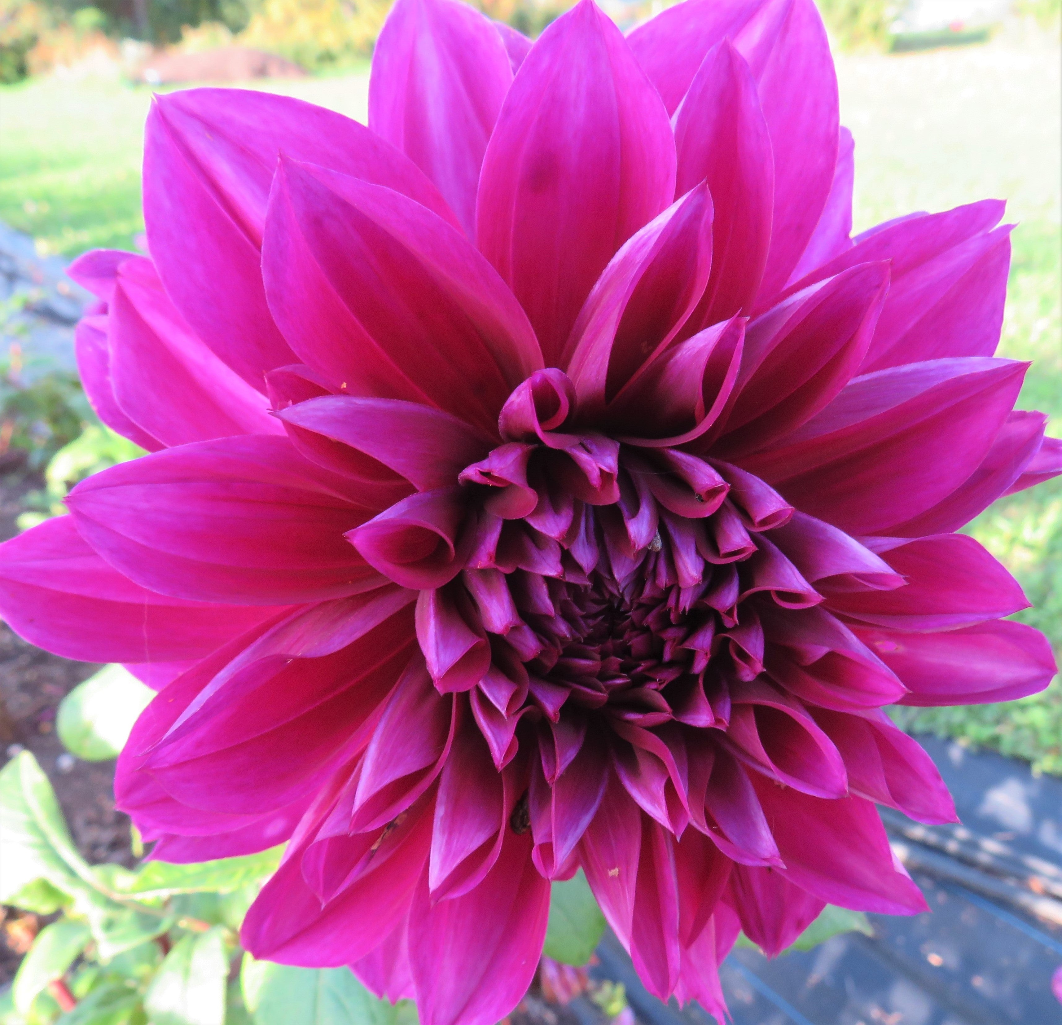 Thomas Edison – Blooms Flower Farm